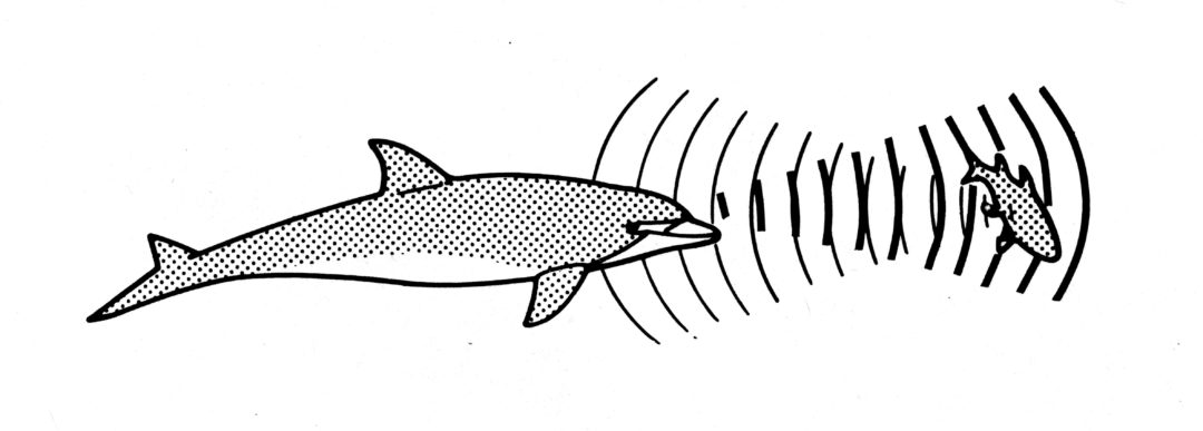 Marine Mammals: The Science of Marine Mammal Abilities - U. S. Naval ...